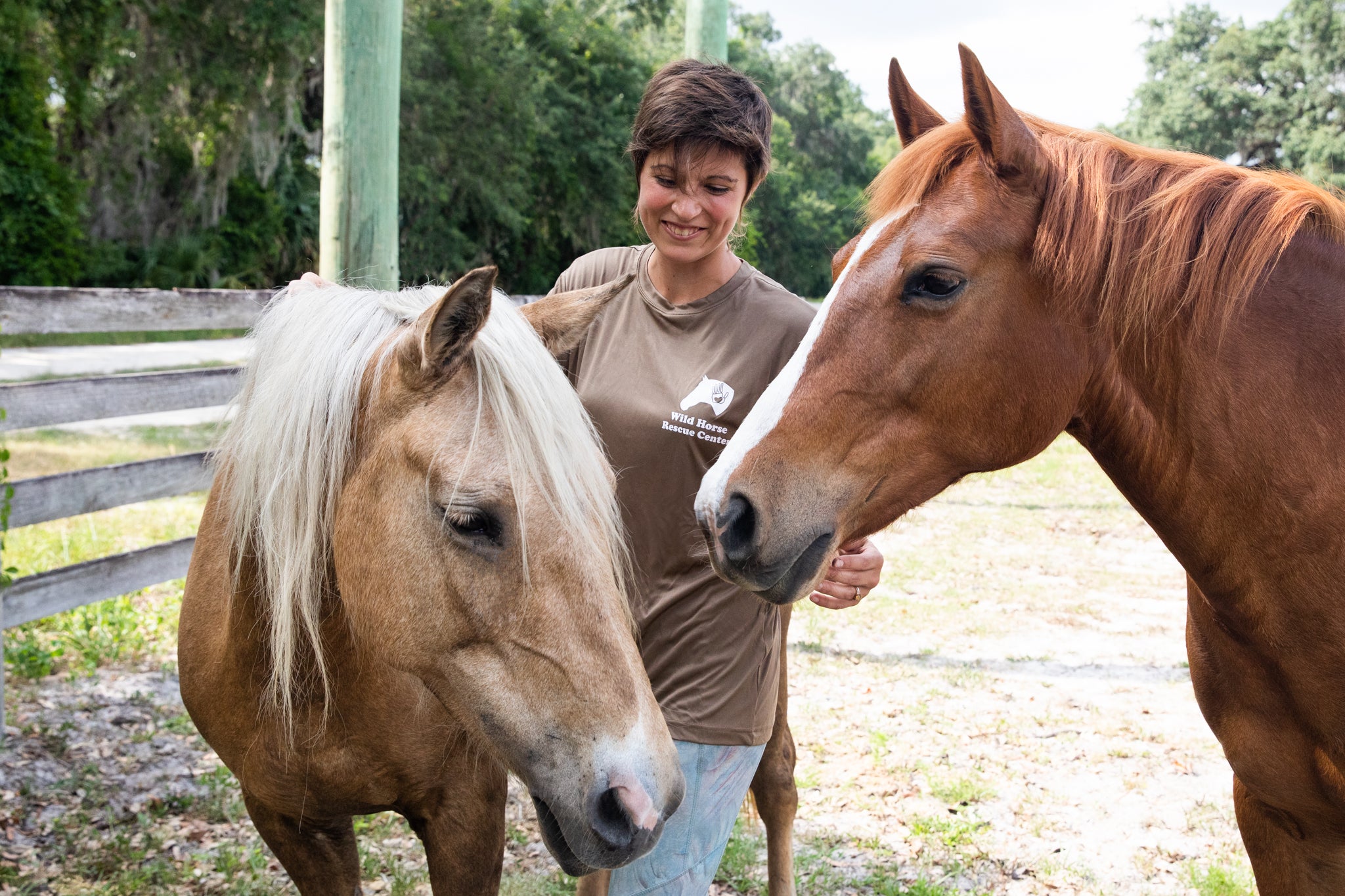 Home | Wild Horse Rescue Center